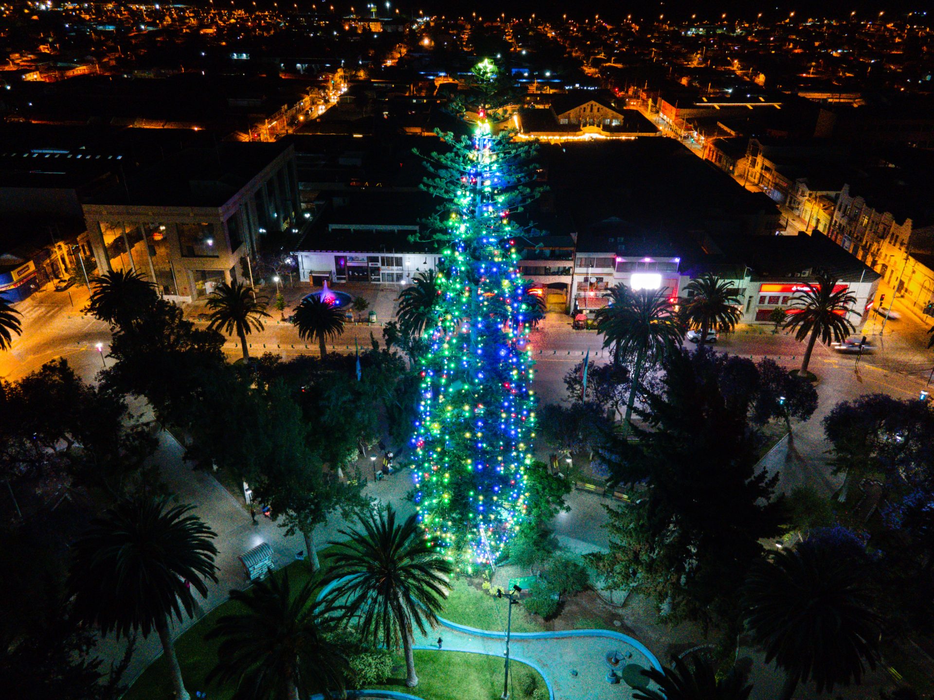 El próximo jueves se encenderá el Árbol de Navidad natural más grande ...